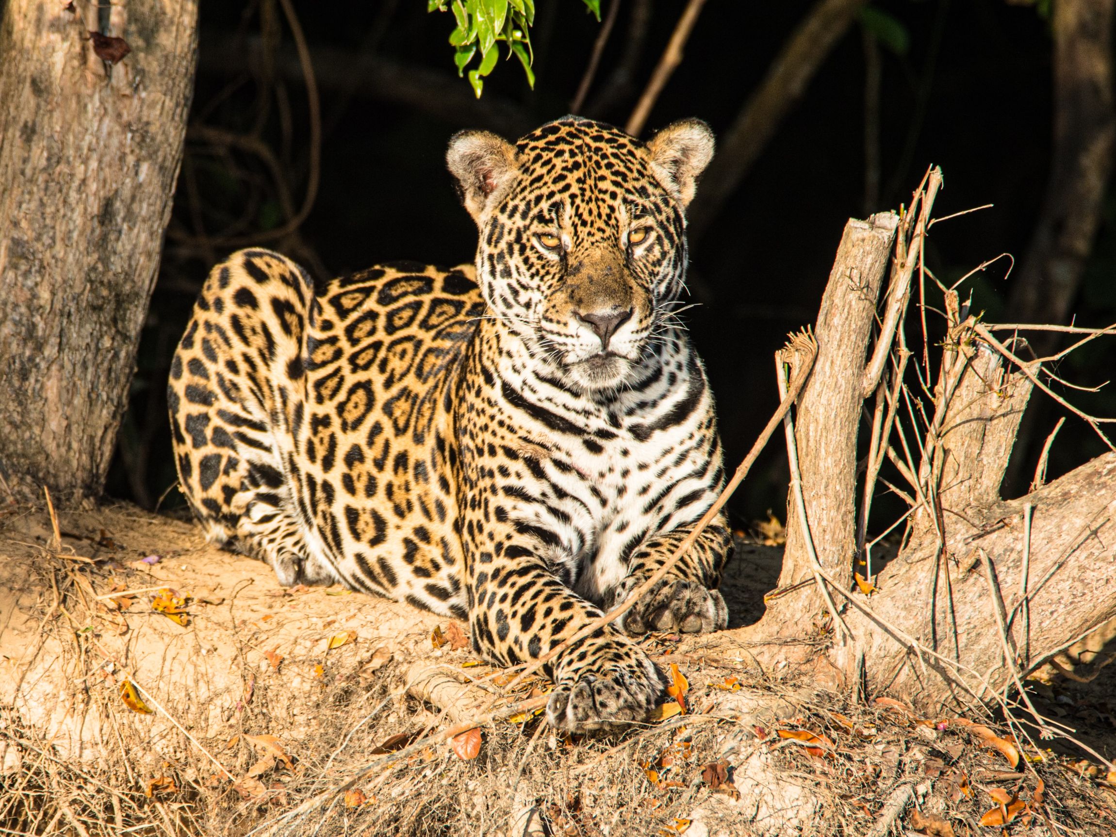 Brazil Wildlife & Nature Adventure — Alluring Americas